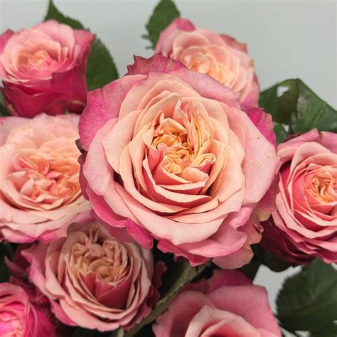 Rose Alter Ego 闺蜜 Berriful Garden