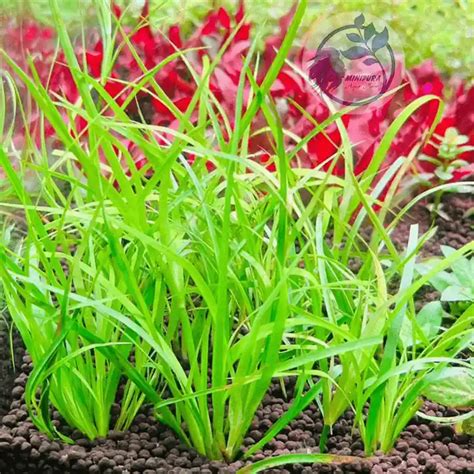 Juncus Repens Green Minipura Aqua