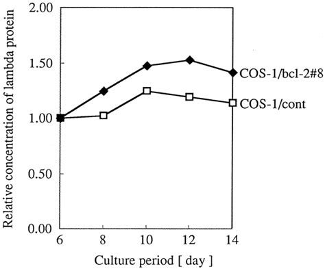 Lambda Protein Production At Late Posttransfection By Cos 1bcl 2 Clone