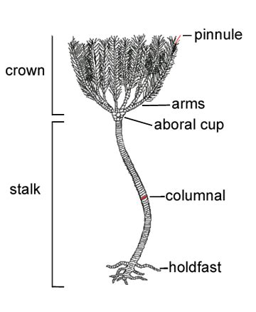 Sea Lily Anatomy