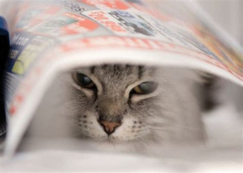 Fact Sheet How To Determine A Kittens Sex Humanepro By Humane World