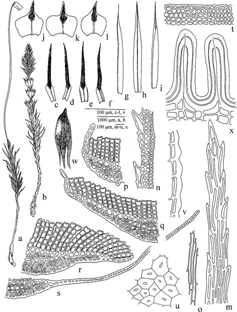 Polytrichum Commune A Female Gametophyte B Male Gametophyte C E