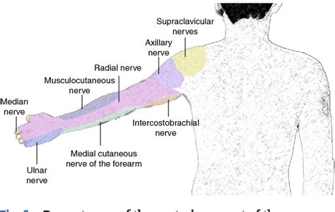 Figure 2 From Ultrasound And Nerve Stimulation‐guided Axillary Block