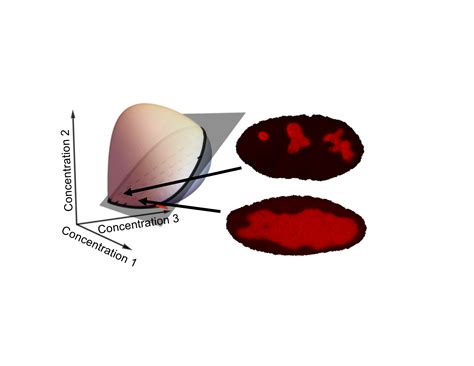 Composition Dependent Thermodynamics Of Intracellular Phase Separation
