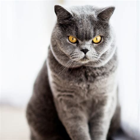 15 Grey Cat Breeds - Most Popular Gray Cats