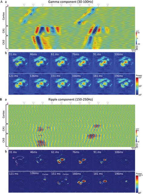 Propagation Of Gamma And Ripple Waves In Hippocampus And Cortex A‐a Download Scientific