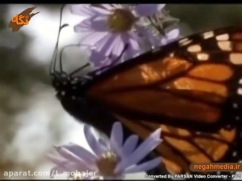 مهاجرت پروانه مونارک