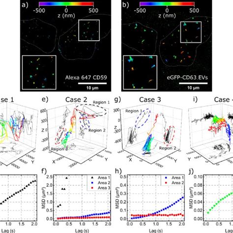 3d Localization And Diffusion Dynamics Of Evs In Hela Cells A 3d Download Scientific Diagram
