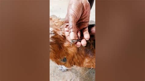 තව ටිකයි කුලතුංග ඔහොම අල්ලාගෙන යමු මෙයාලගේ අනිත් අයේගේ නිවහන හදන්න පුළුවන් අය උදව් කරන්න Youtube