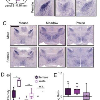 Sex Differences In Ar Expression A Schematic Of Coronal Section For Download Scientific