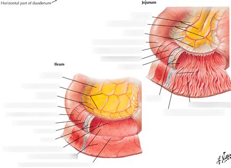 Diagram Of Jejunum And Ileum Quizlet