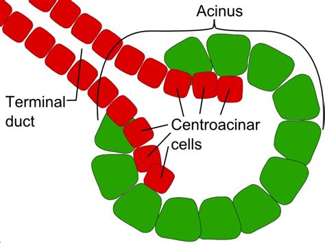 Difference Between Endocrine And Exocrine Glands Definition Types Features Functions