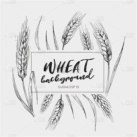 卡teplate背景与小麦穗手绘插图转换为矢量