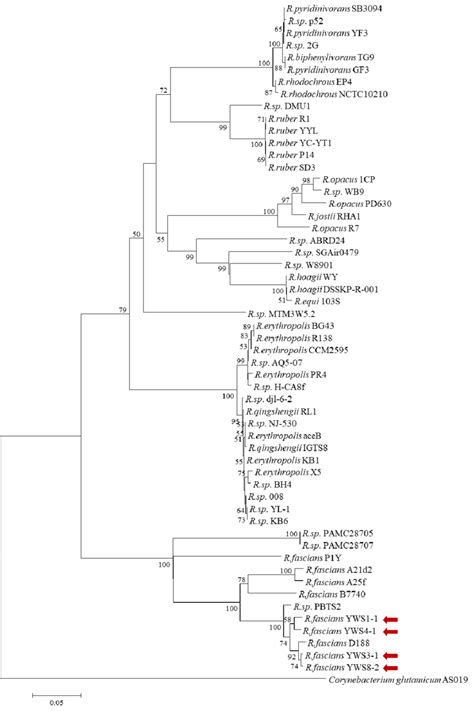 A Neighbor Joining Tree Based On The Nucleotide Sequence Of Vica The