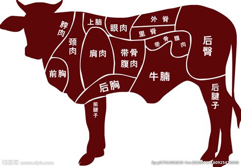 牛部位分解图设计图 餐饮美食 生活百科 设计图库 昵图网
