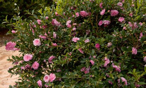 Camellia Tree Varieties Camellia Sasanqua Cleopatra Multistem