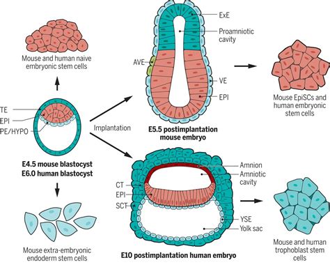 Mouse Model Mammalian Development At Rita Campbell Blog