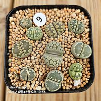 9 오체니아나 10두 리톱스 코노피튬 경매 엑스플랜트