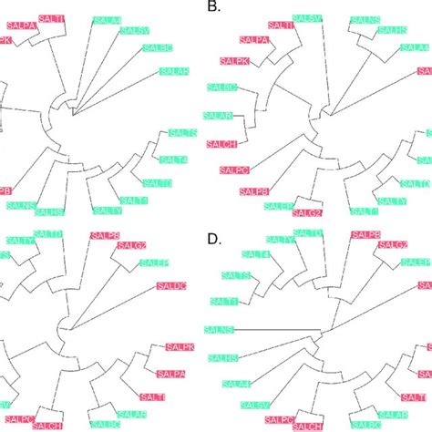 Core Genome SNP Based Phylogenetic Tree And Hierarchical Download High Resolution