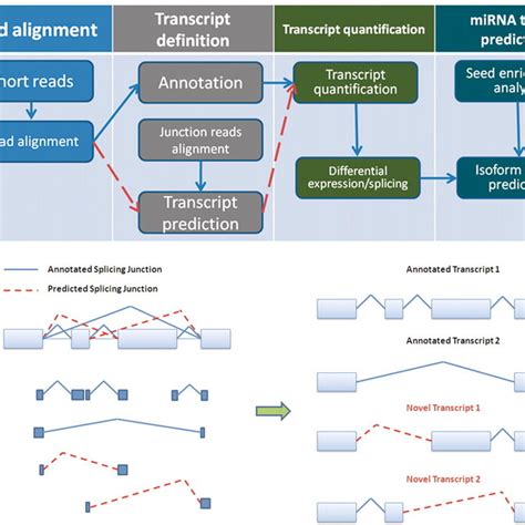 A The Workflow Of Our Transcriptome And Targetome Analysis Pipeline
