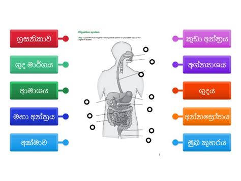 ආහාර ජීරණ පද්ධතිය Labelled Diagram