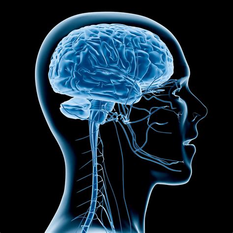 Maxillary Nerve Anatomy Location And Function