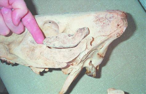 Mesolithic Squamosal Zygomatic Process Of The Temporal Bone From