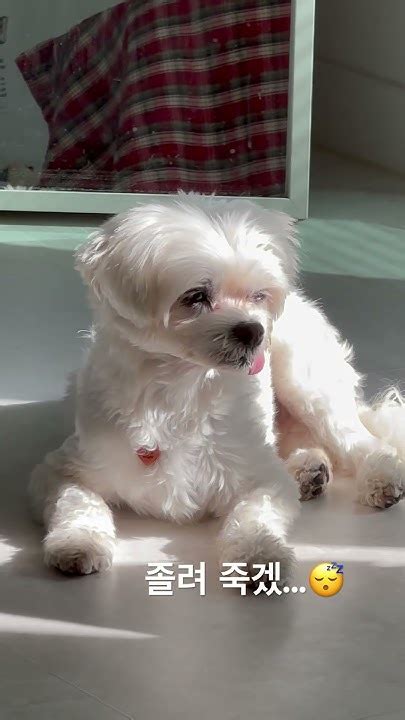 세상에서 제일 무거운 눈꺼풀 😴 Youtube