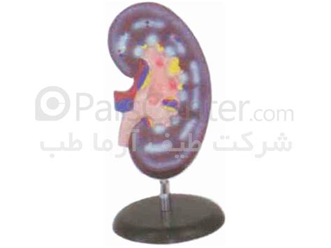 مولاژ مانکن کلیه ایستاده ساخت چین محصولات مولاژ