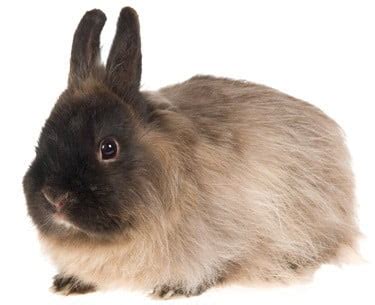 Jersey Wooly Rabbits As Pets A Complete Guide To Care