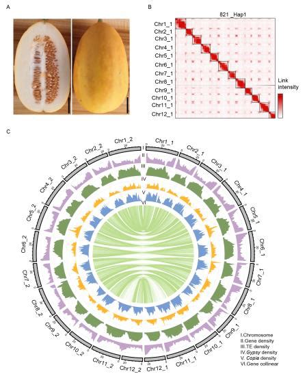 Phenotype Hi C Map And Genomic Landscape Of 821 A The Fruit Of 821 Download Scientific