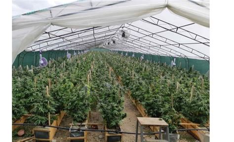 Парникови оранжерии с канабис са разкрити при спецакция на криминалисти от ОДМВР София и РУ