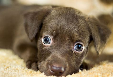 შინაური ცხოველები 🇬🇪 დაკარგული ძაღლები 🇬🇪 განცხადებები 🇬🇪 Facebook