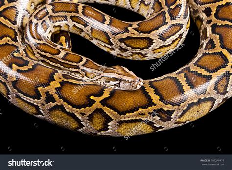Python Molurus Bivittatus Clipart Clipground