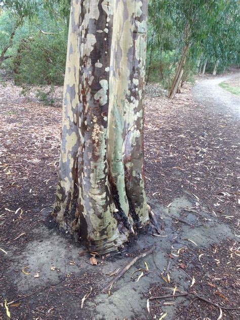 Marymac Multi Coloured Tree Trunk