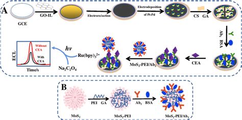 The Construction Process Of Proposed Ecl Immunosensor Download