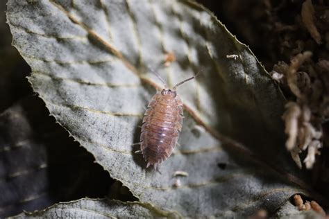 porcellio scaber calico sex linked isopods isoflora
