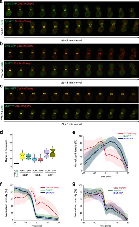 Aliby Alfa Nanobody Based Toolkit For Imaging And Biochemistry In Yeast Msphere