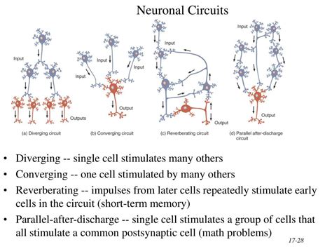 Ppt Chapter 17 Nervous Tissue Powerpoint Presentation Free Download Id632681 Ppt Chapter 17 Nervous Tissue Powerpoint Presentation Free Download Id632681