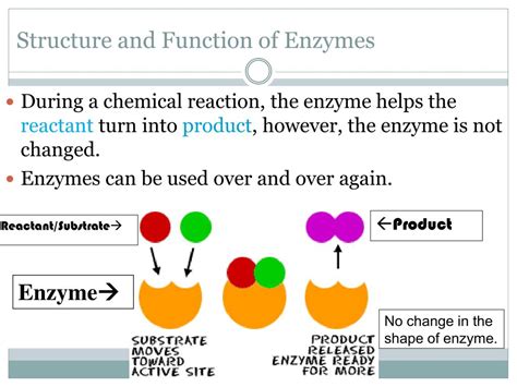 Enzymes Structure Of An Enzyme And Their Use Chemistry