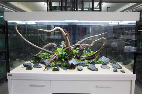 450 Liter Diskus Aquariengestaltung Aquascaping Aquariengestaltung