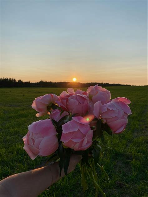 Пионы природа поле закат Цветочные букеты Пионы Цветы