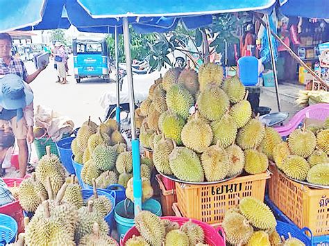 ကျွန်းစုမြို့နယ်၌ ဒူးရင်းသီးများလှိုင်လှိုင်ထွက်ရှိ၍ စိုက်ပျိုးသူများအဆင်ပြေ Myawady Webportal