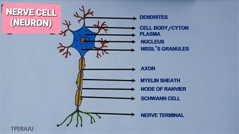 HOW TO DRAW NEURON EASILY STRUCTURE OF NEURON YouTube