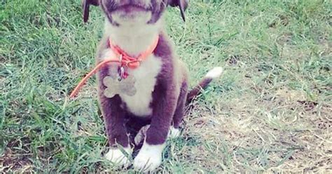 Very Grumpy Puppy Imgur