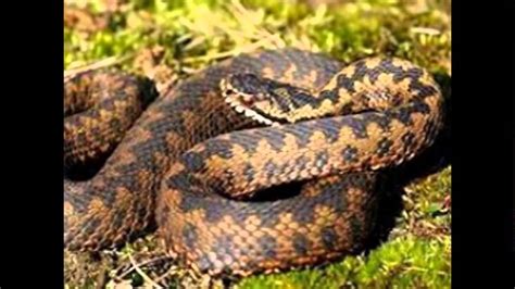 Самые ядовитые змеи Youtube