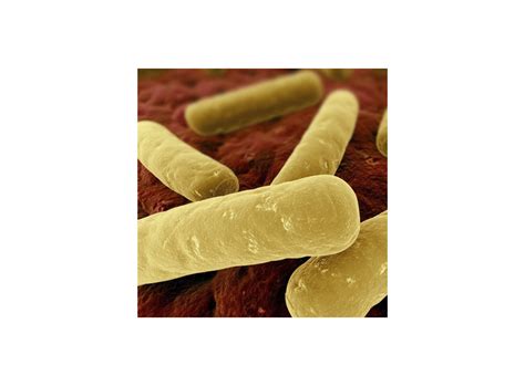 A Not So Sweet Relationship Trehalose And C Difficile