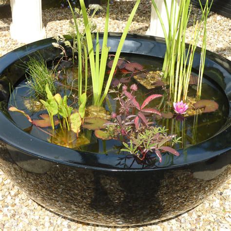 Aquatic Plants For Container Pond At Clinton Long Blog