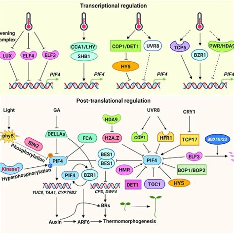 The Regulatory Network Of Pif4 Mediated Thermomorphogenesis Download Scientific Diagram