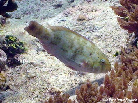 Chlorurus Spilurus Marshall Islands